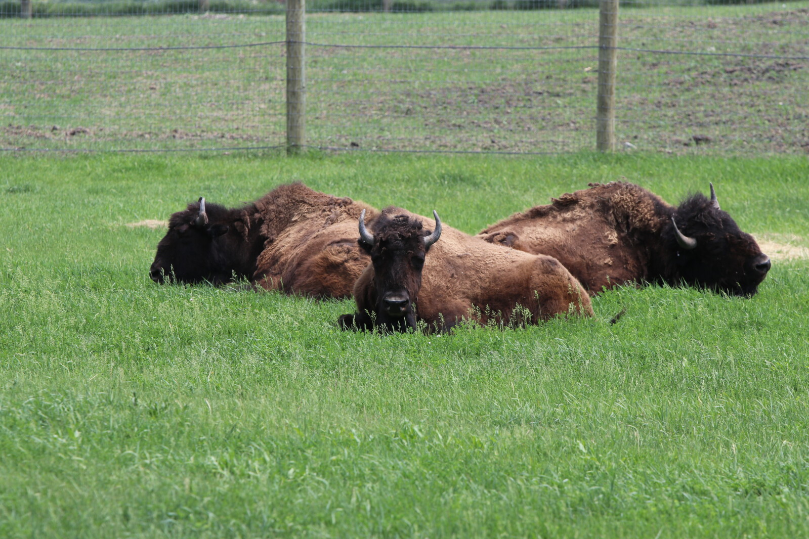 Red River Zoo Opens Pride Of The Prairie Exhibit Featuring precious red-river-zoo-opens-pride-of-the-prairie-exhibit-featuring-precious