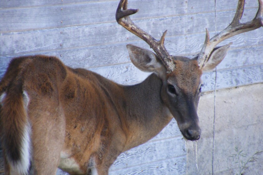 First Wild Deer In Northeastern Minnesota Tests Positive For Chronic