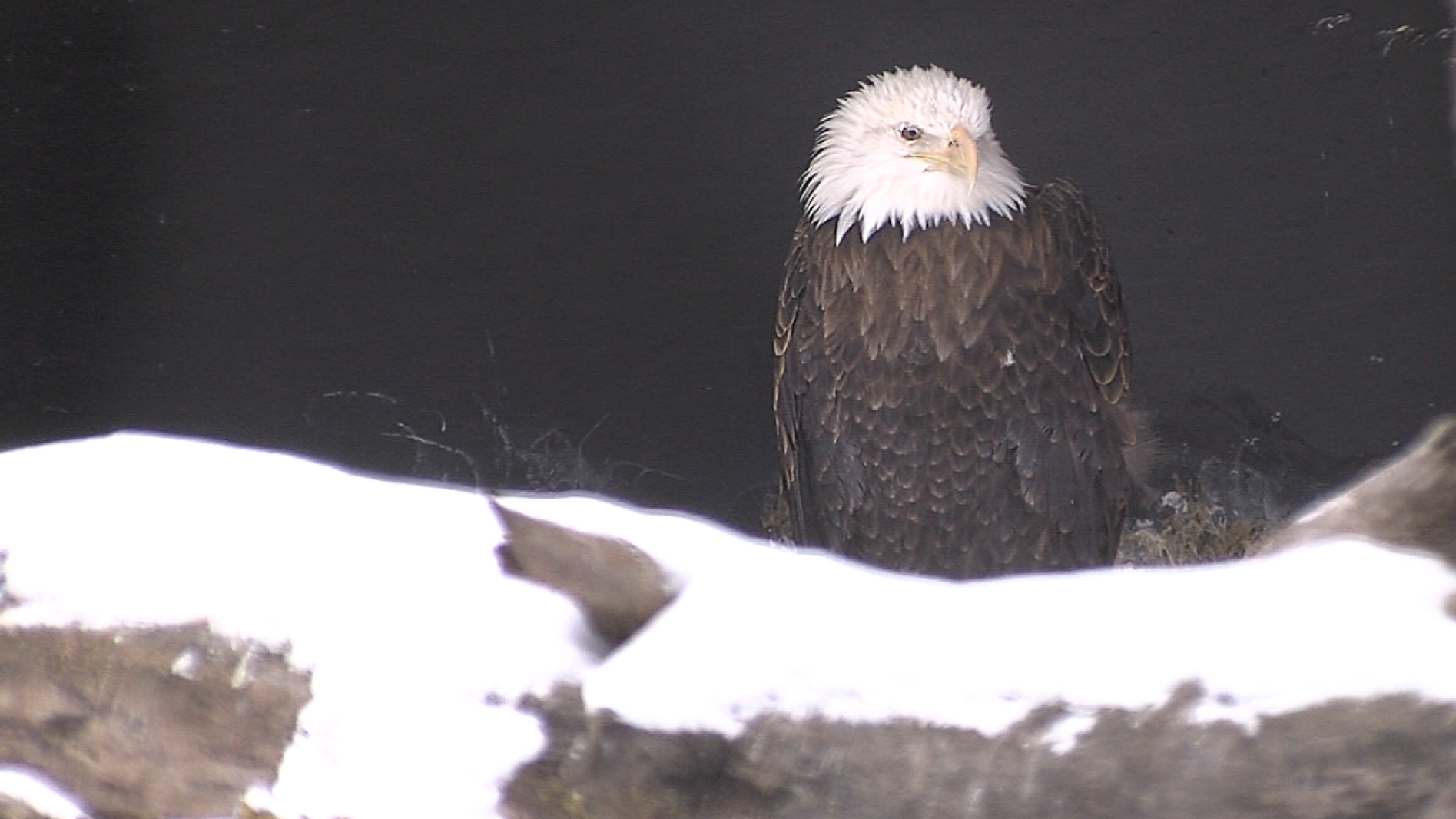 Fargo zoo animals thrive in polar vortex - InForum | Fargo, Moorhead ...