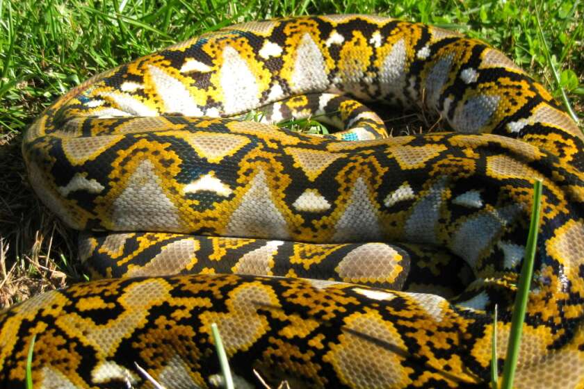 giant reticulated python