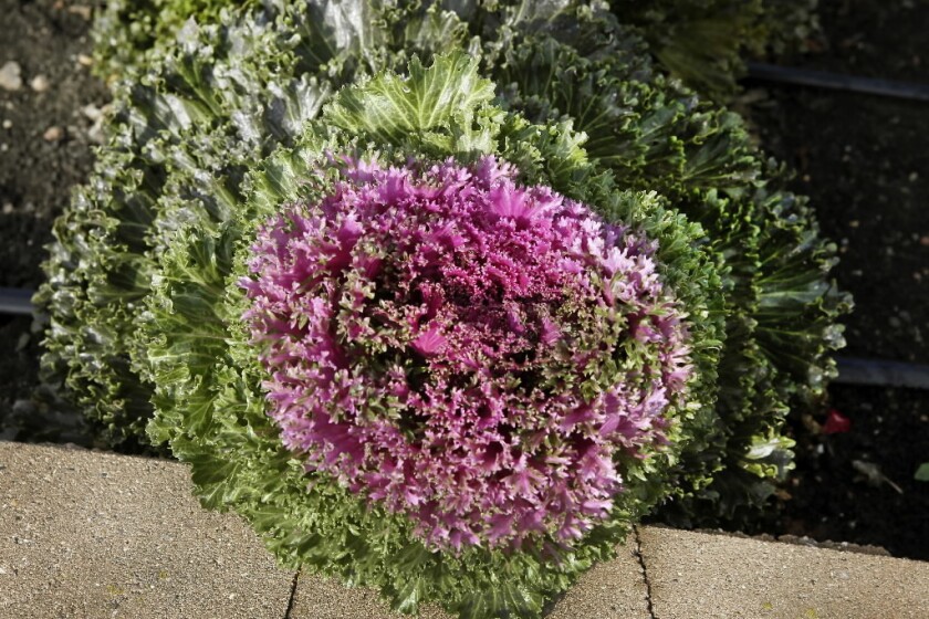 Growing Together: Fall gardening adventures - InForum | Fargo, Moorhead ...