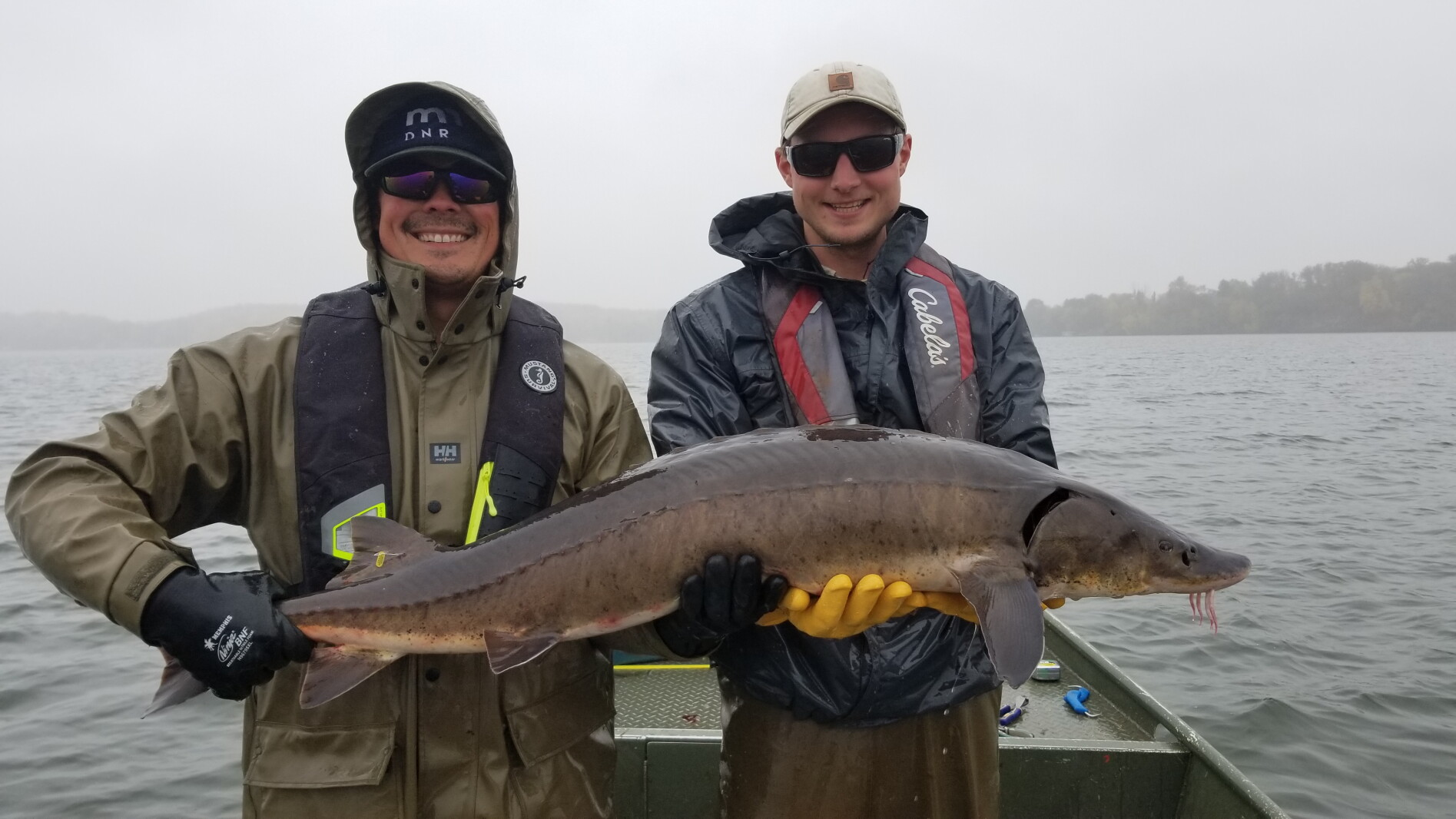 History column: Lake sturgeon making a historic return - Detroit Lakes ...