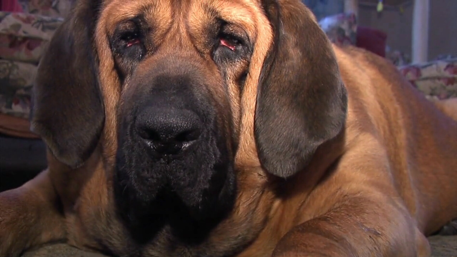 Fargo non-profit rescues overweight dog, shares dangers of overfeeding pets