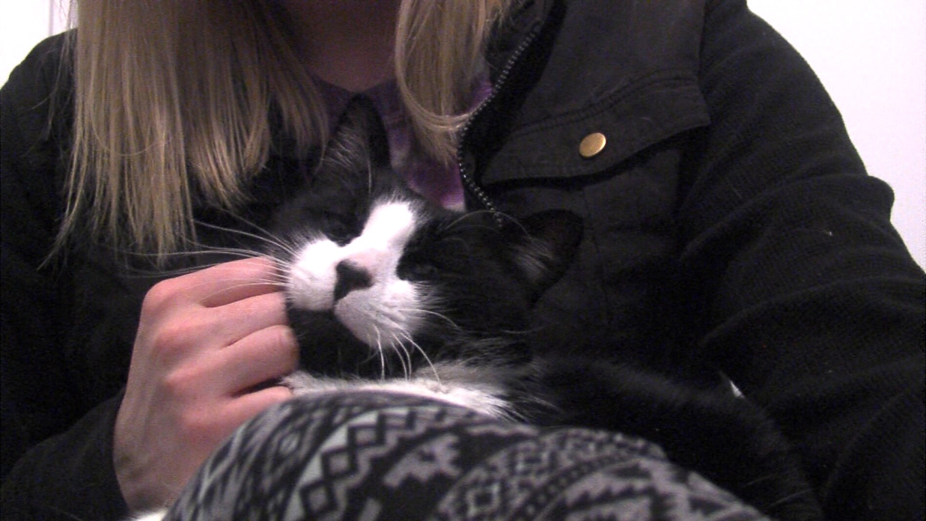 Fargo woman finds lost cat after 2 years - InForum | Fargo, Moorhead ...