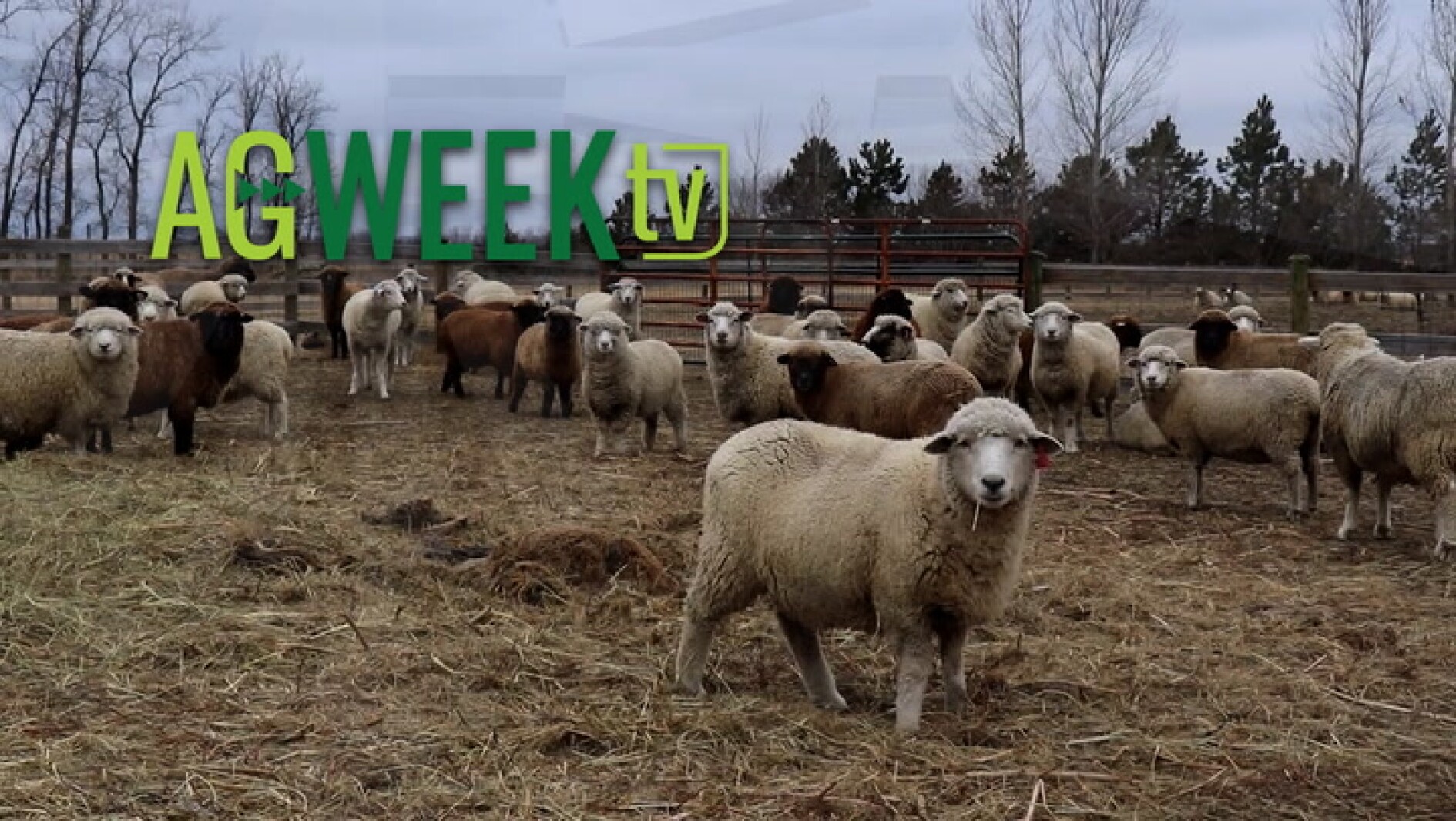 AgweekTV Full Show: Livestock Tour, Maier Meats, winter weather, sheep ...