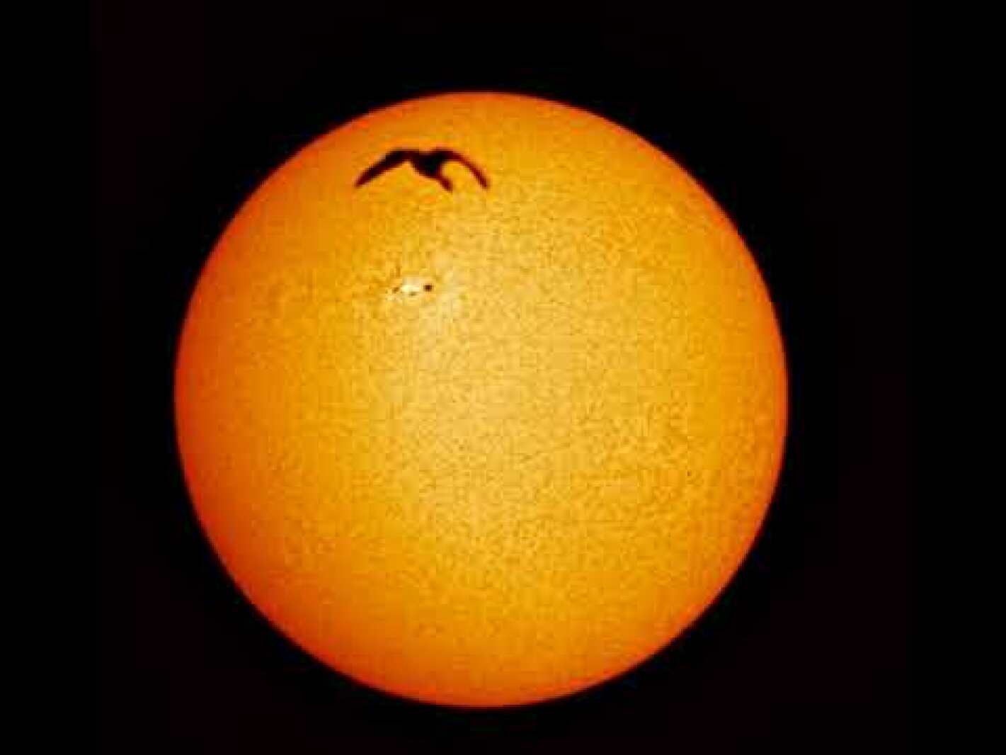 Extraordinary capture, Flock of geese imaged in front of the Sun's ...