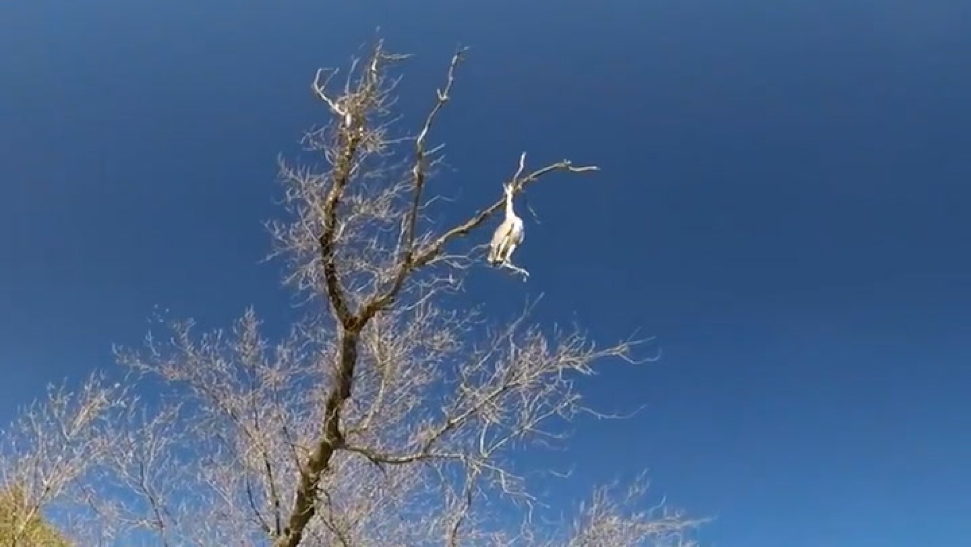 'Heartbreaking': ND kayak angler rescues heron dangling from limb by ...