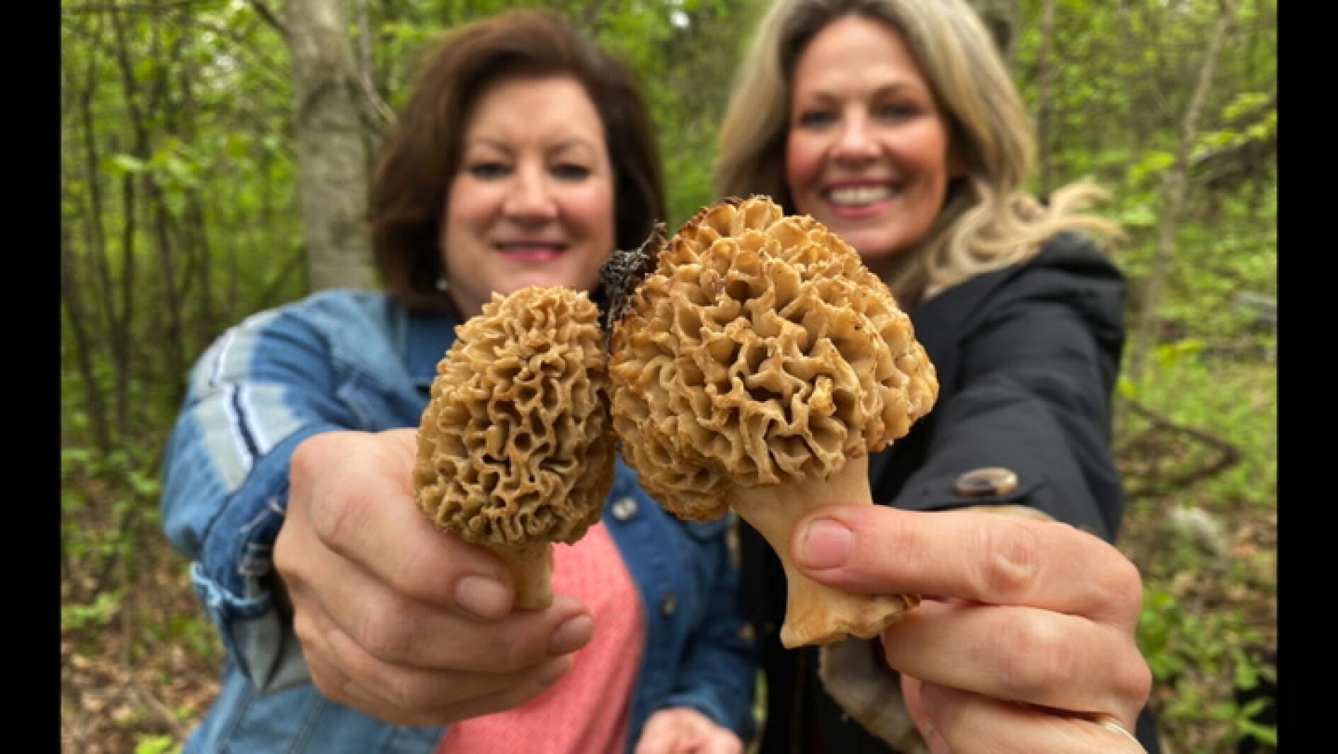 Health Fusion: Best-ever morel mushroom recipe