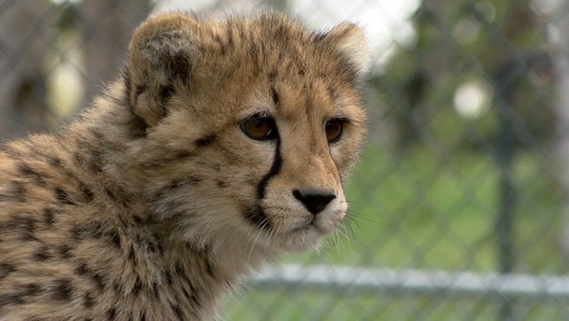 Cheetahs arrive just in time for reopening of Chahinkapa Zoo - InForum ...
