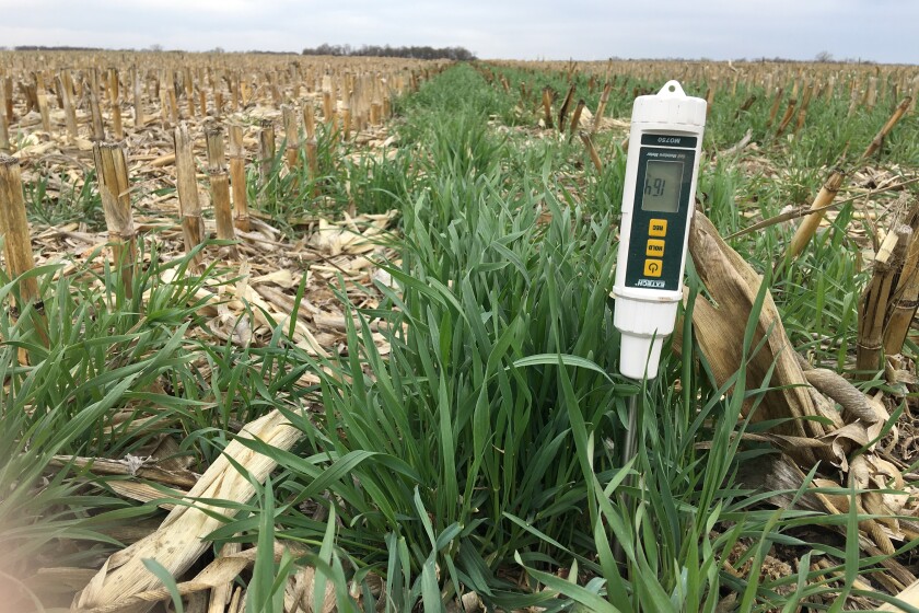 When To Terminate Cereal Rye Agweek 1 Source For Agriculture News Farming Markets