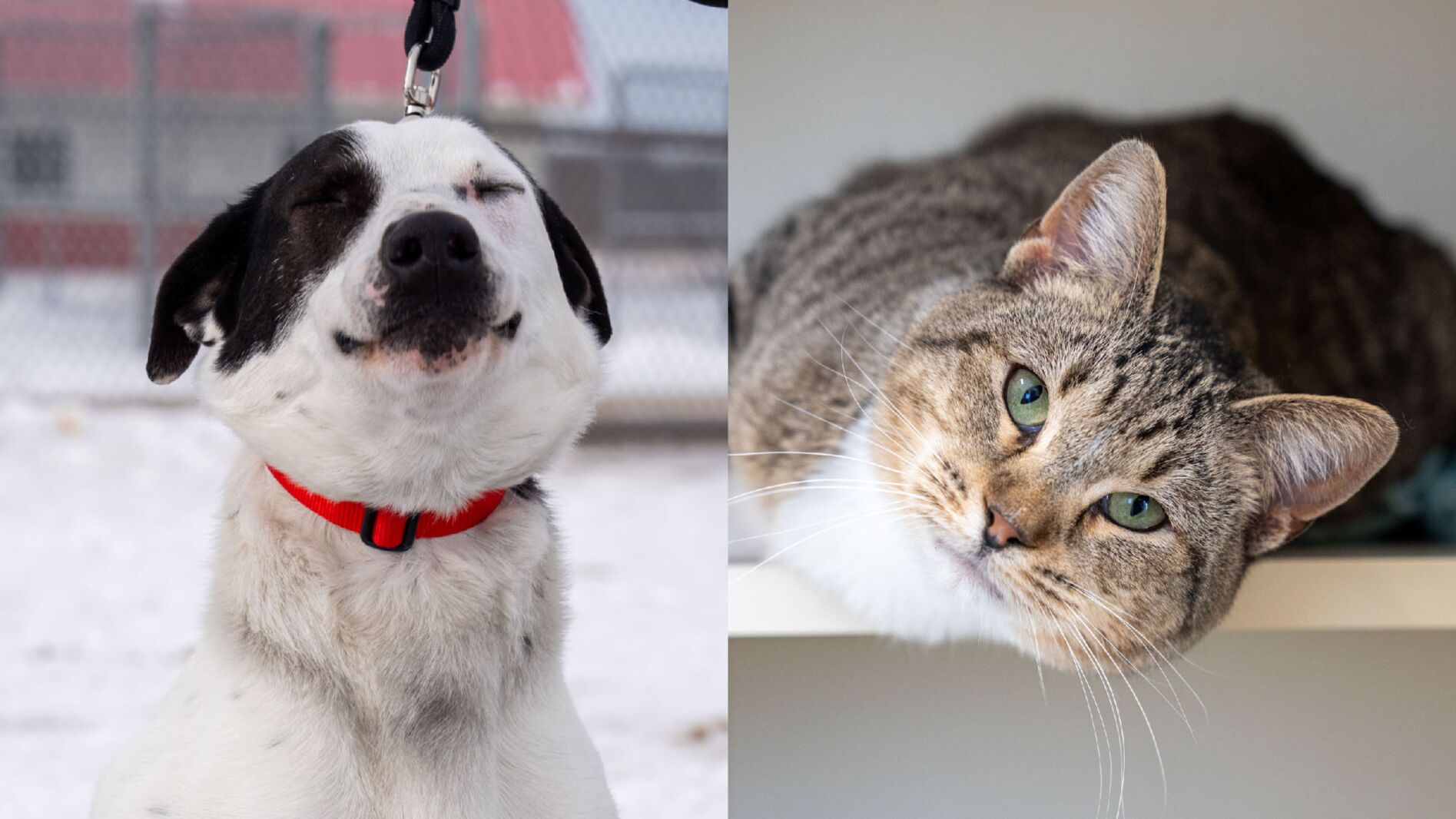 Pets of the Week: Meet Boomer and Daisy - Brainerd Dispatch | News ... Pets of the Week: Meet Boomer and Daisy - Brainerd Dispatch | News ...