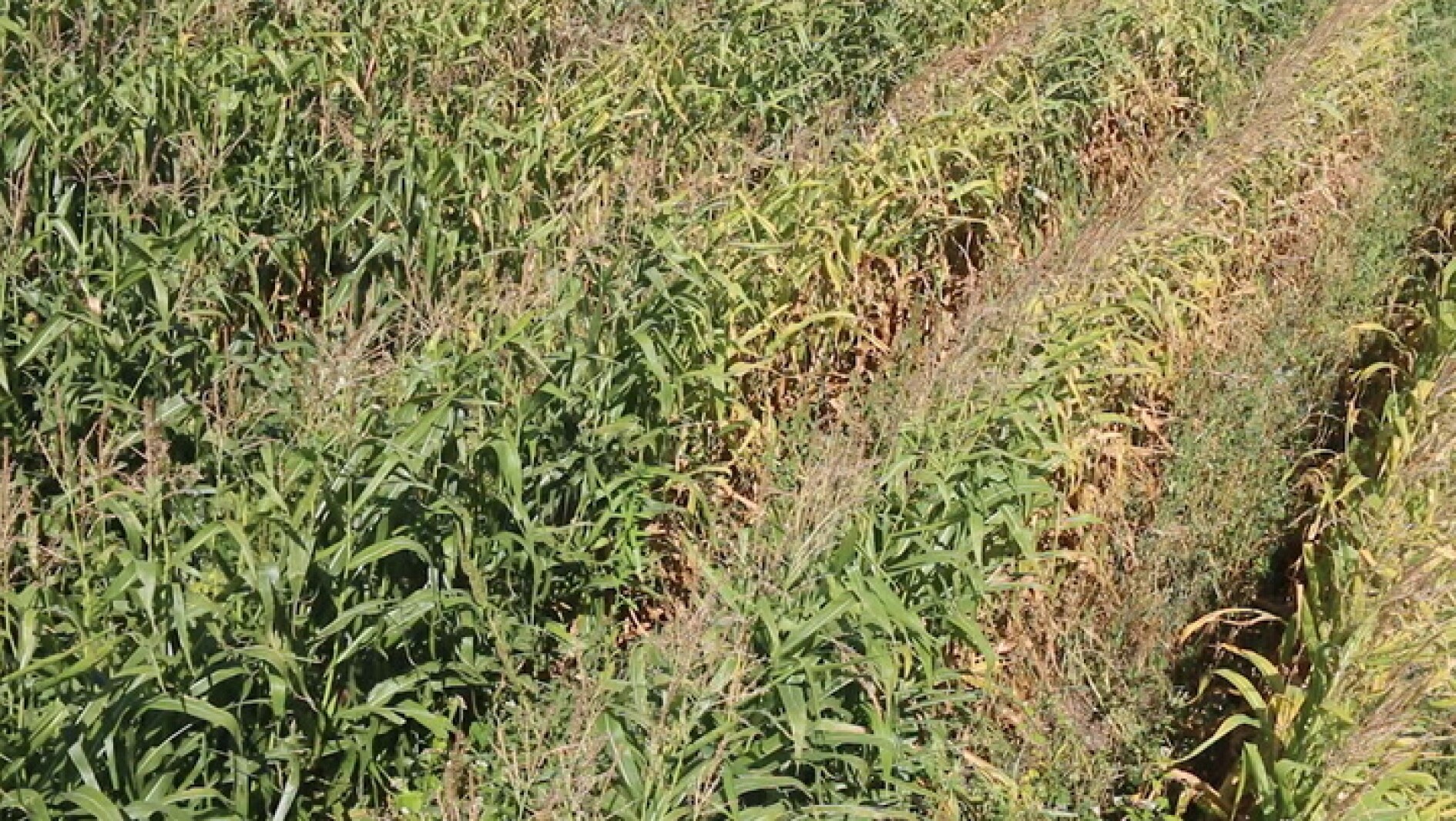 ‘60-inch corn’ row idea marches northward - Agweek | #1 source for ...