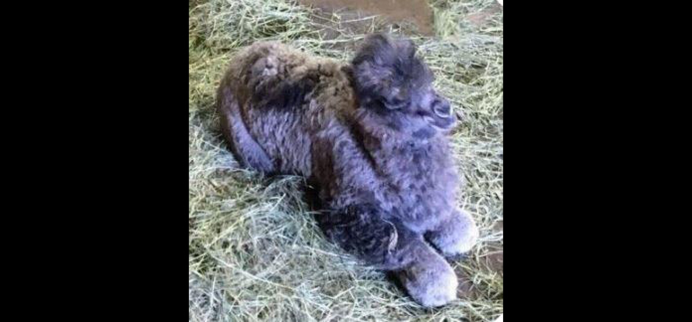 Cuteness alert: Red River Zoo welcomes new camel calf Cuteness alert: Red River Zoo welcomes new camel calf