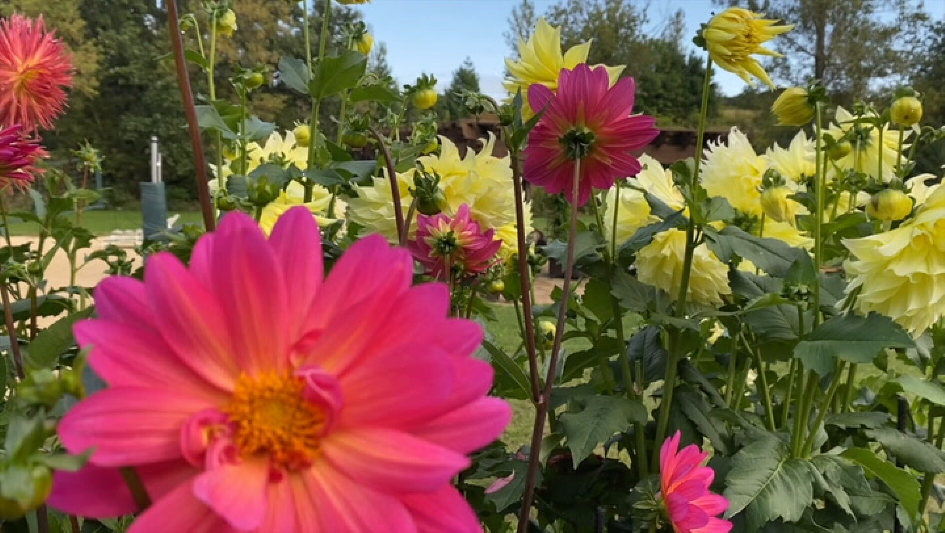 Health Fusion: How to protect flowers from frost