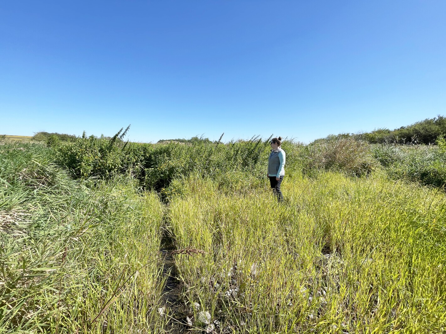 Beaver dam slows water from Lake Ocheda drawdown - The Globe | News ...