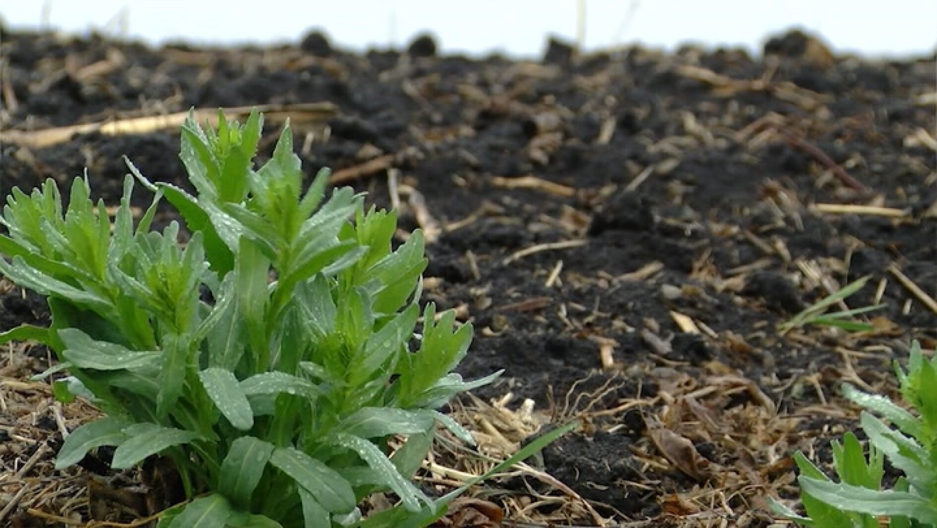 With planting nearing completion, what will the growing season hold ...