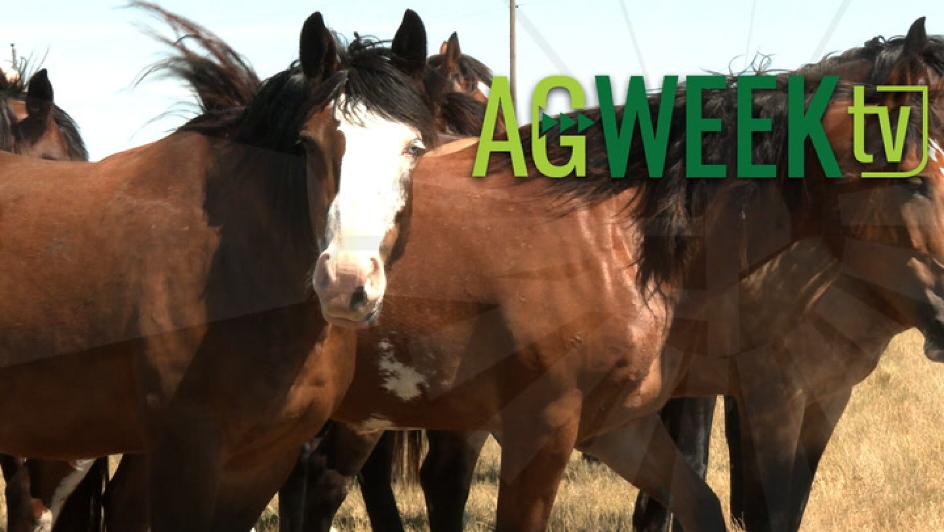 AgweekTV Full Show: Crop progress, insurance issues, Sutton Rodeo ...
