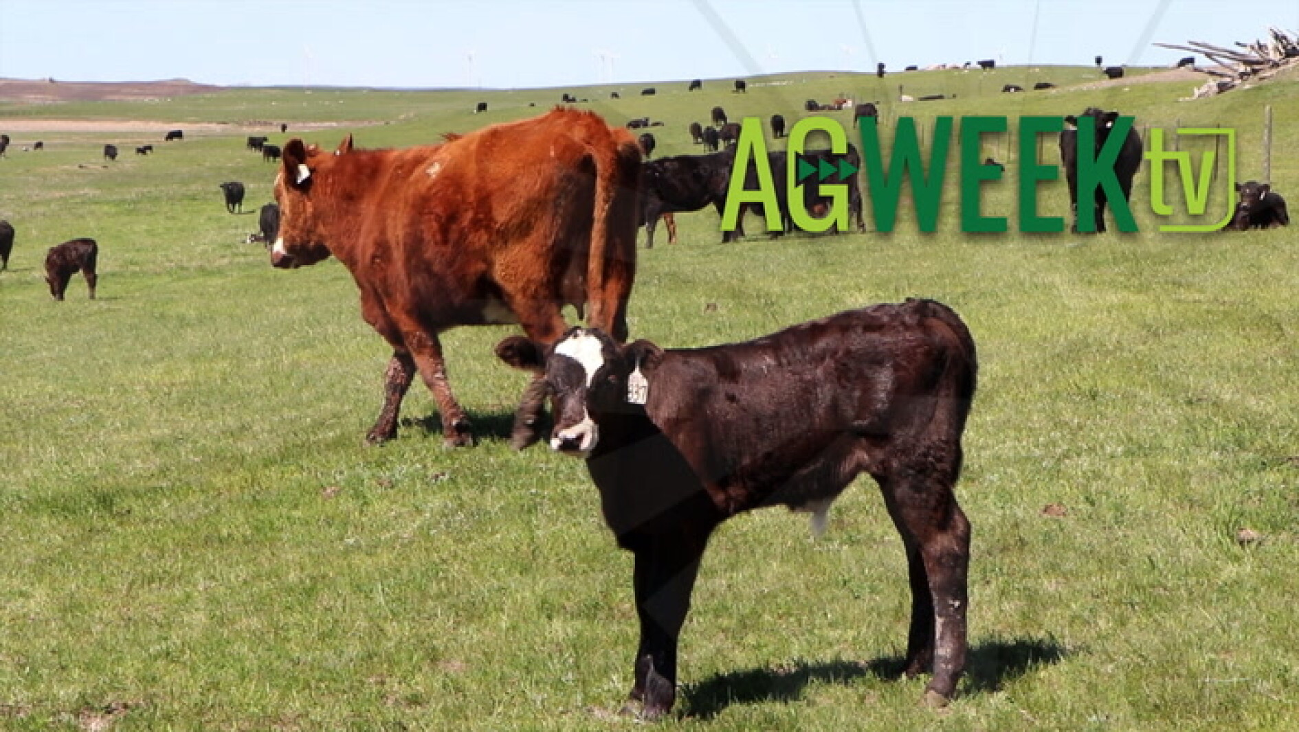AgweekTV Full Show: Planting progress, blizzard impact, potato planting ...