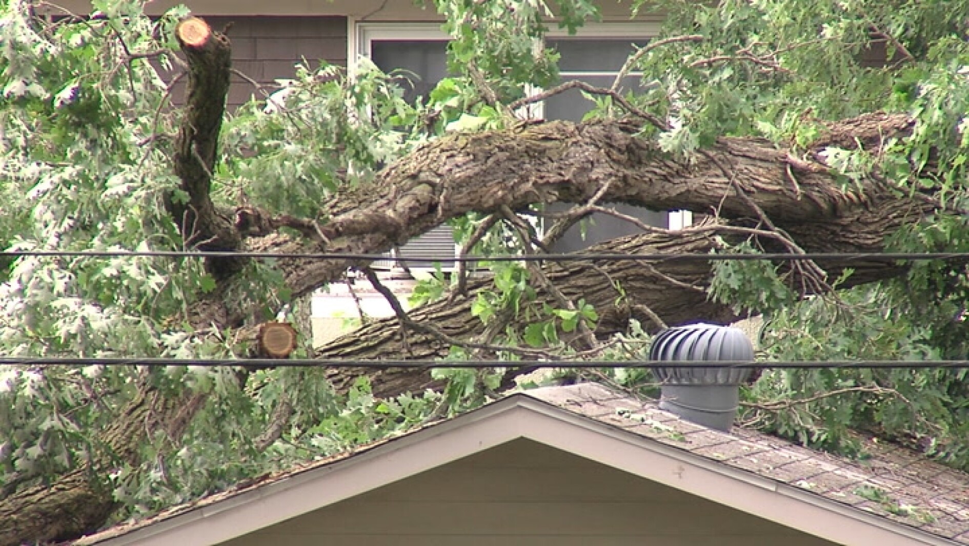 Storm rips out large trees throughout Fergus Falls - InForum | Fargo ...