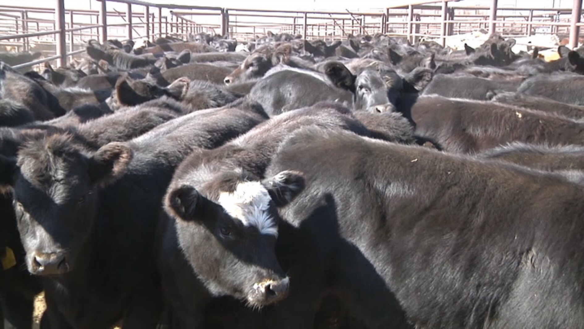 Fall cattle run is like Christmas in South Dakota - Agweek | #1 source ...