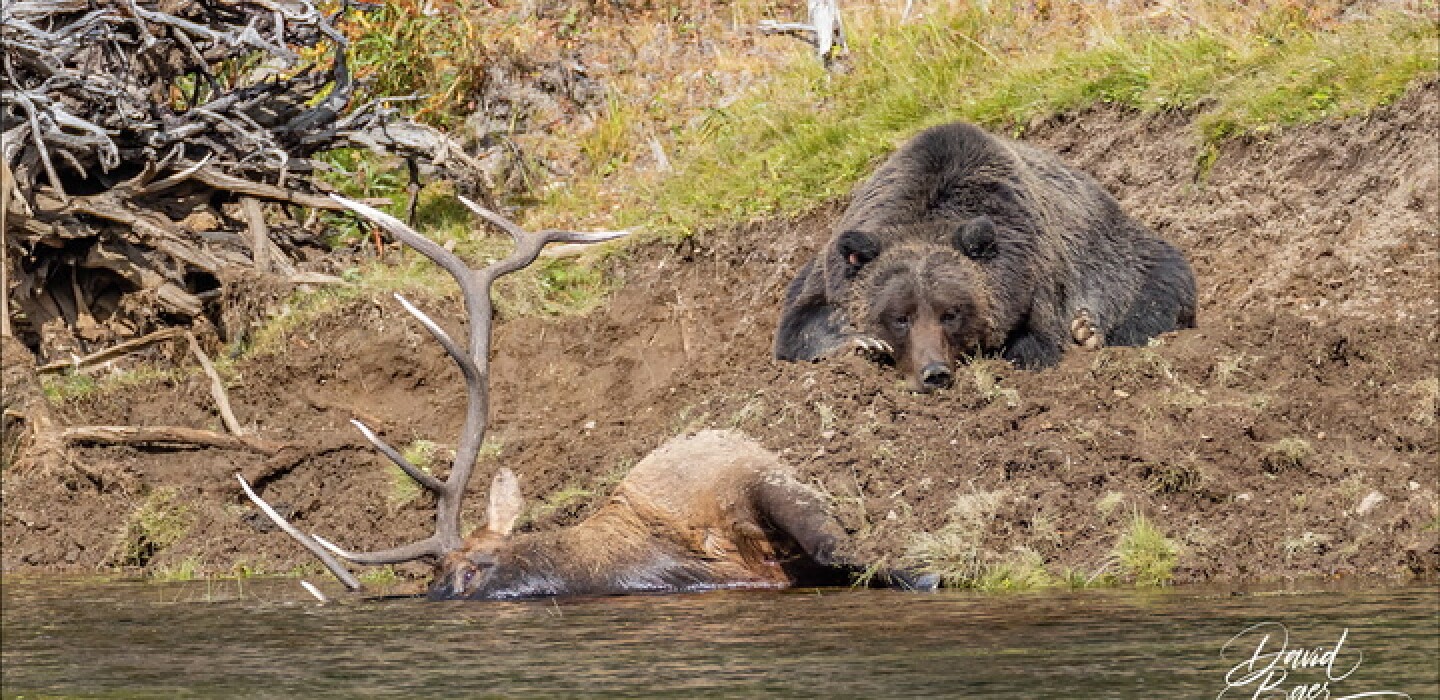 Area wildlife photographer captures a bear with its meal - InForum ...