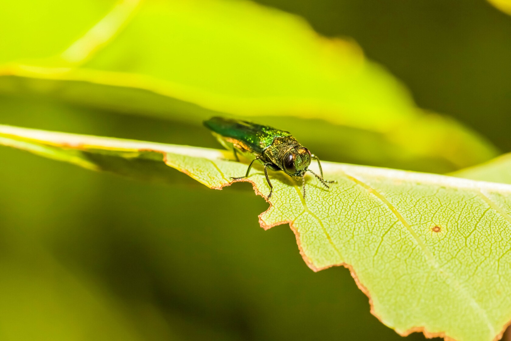 Emerald Ash Borer Quarantine Area Expands Inforum Fargo Moorhead