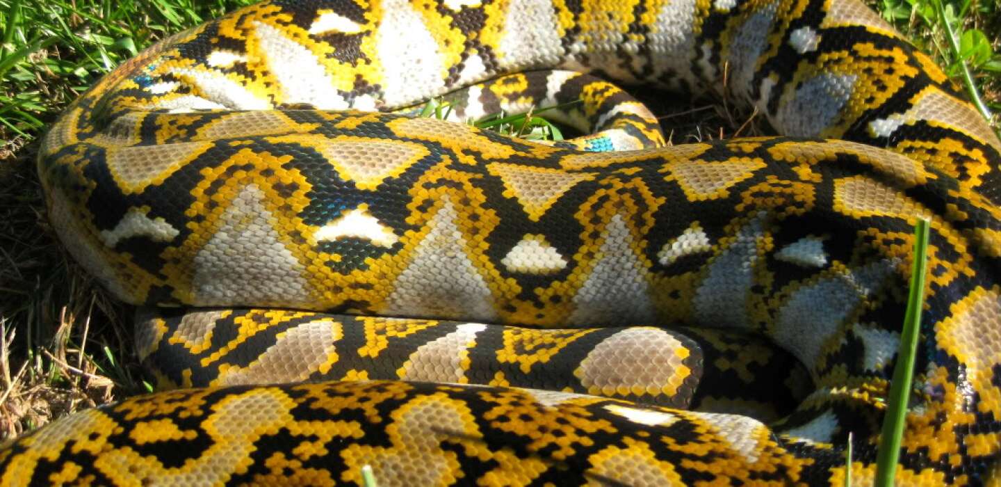 Giant pythons keep attacking Indonesian people. It might have something ...