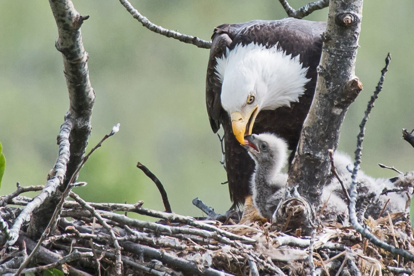When Will The Bald Eagle Chick Hatch Win Prizes By Guessing Correctly