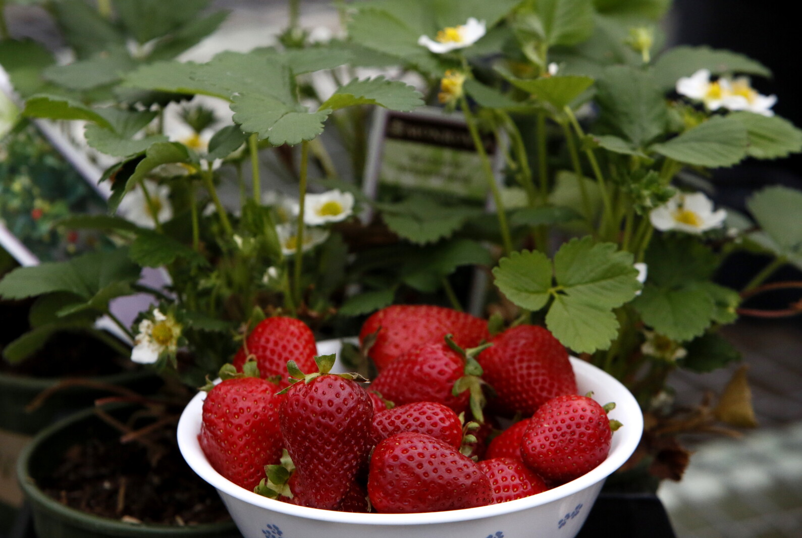How To Divide A Dogwood Strawberry Types Juneberries And More Grand how-to-divide-a-dogwood-strawberry-types-juneberries-and-more-grand