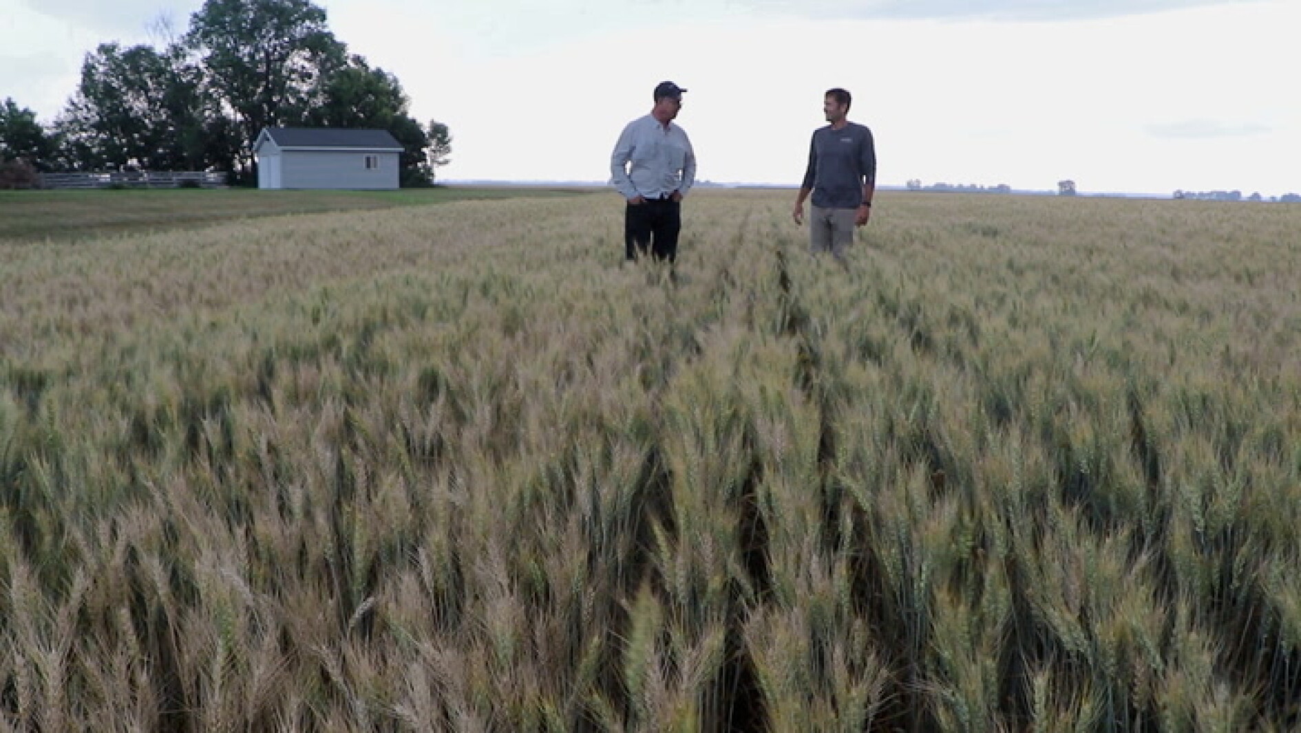 Dry conditions lead to early northwest Minnesota wheat harvest - Agweek ...