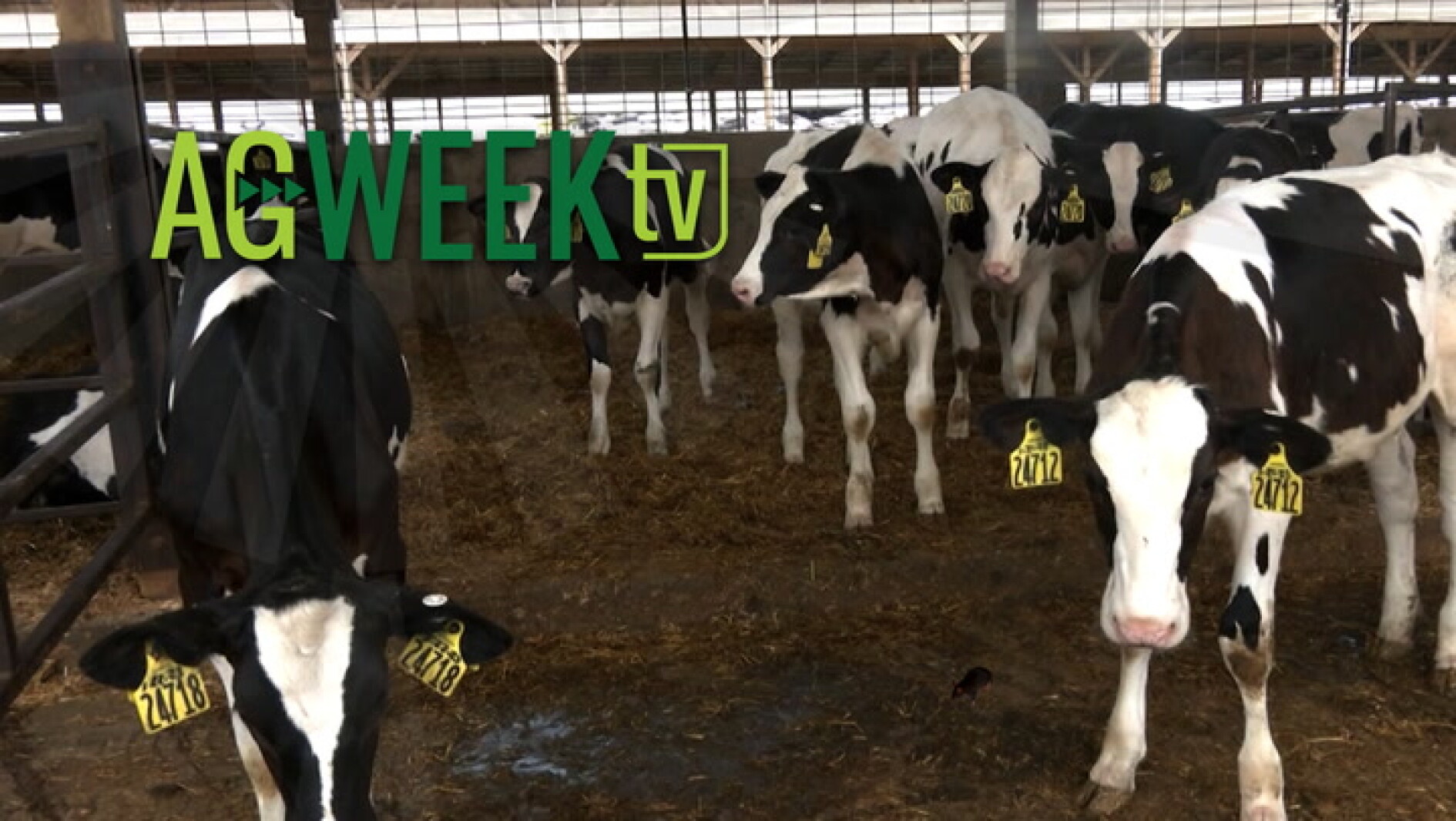 AgweekTV Full Show: Snowy calving, farm-to-school, beef-on-dairy cattle ...