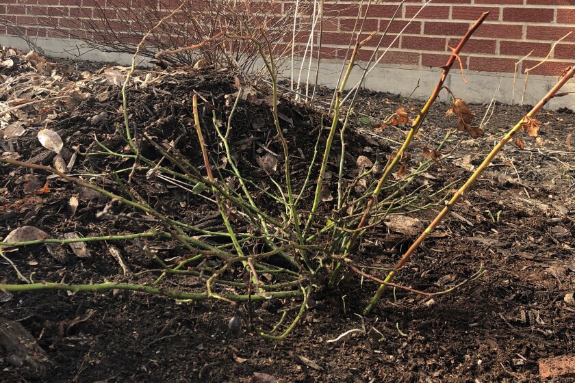 Fielding Questions: Rose pruning, fruit tree pollination, evergreen ... Fielding Questions: Rose pruning, fruit tree pollination, evergreen ...