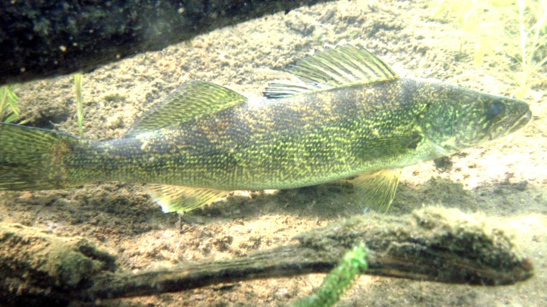 Warmer springs, variable ice-out dates are hurting walleye spawning ... Warmer springs, variable ice-out dates are hurting walleye spawning ...