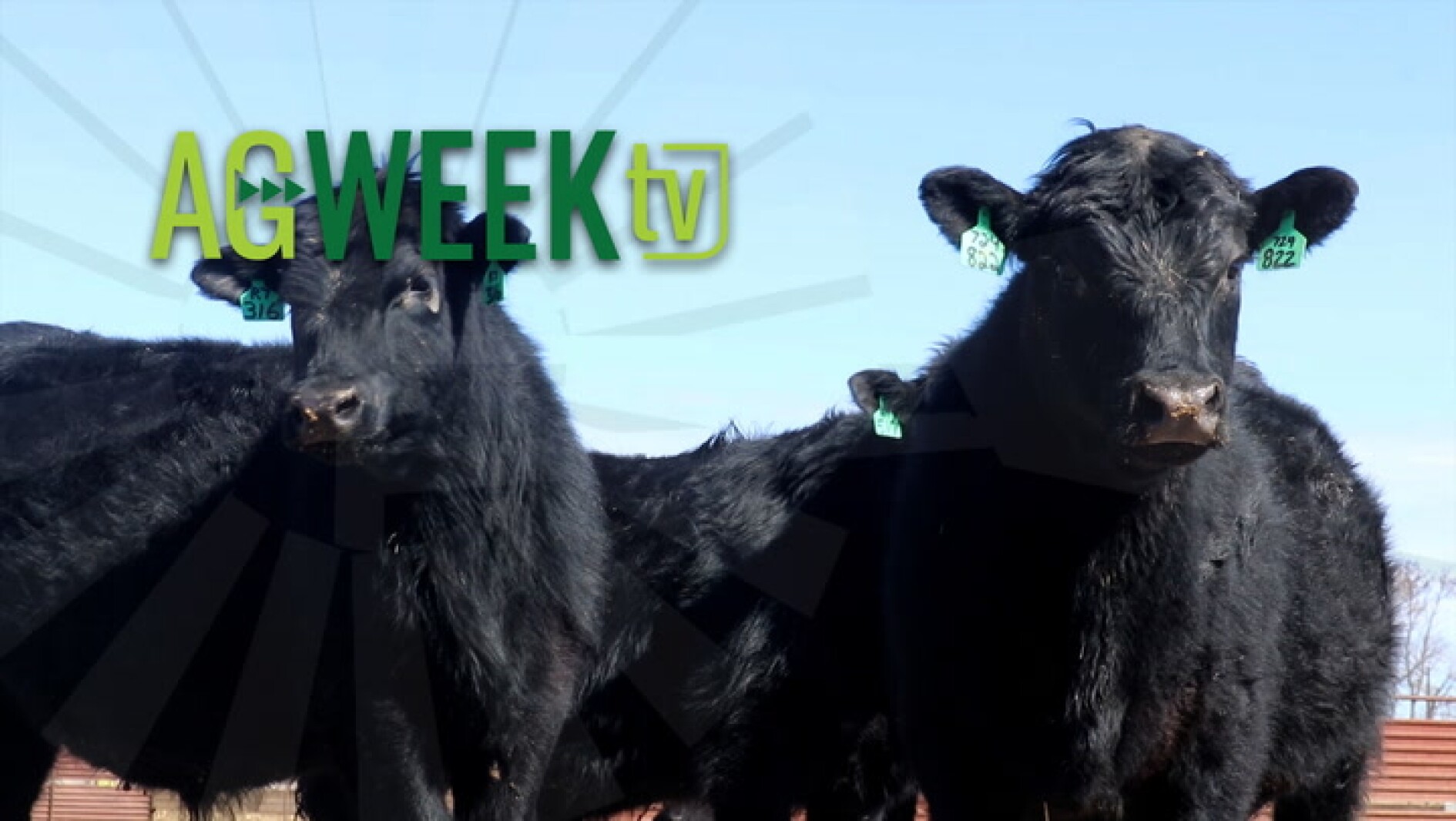 North Dakota cattle ranch takes its beef directly to consumers