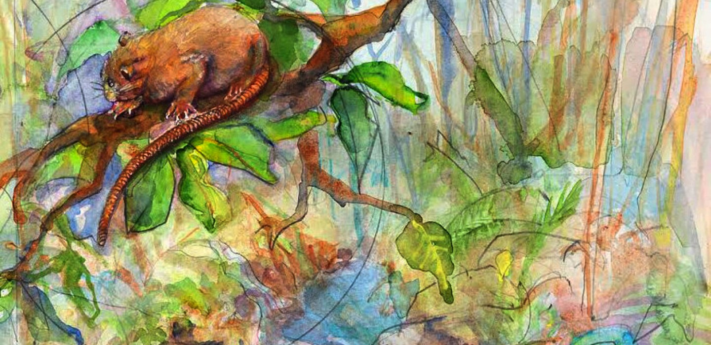 How an almost-mythical species of rat was discovered on a remote island