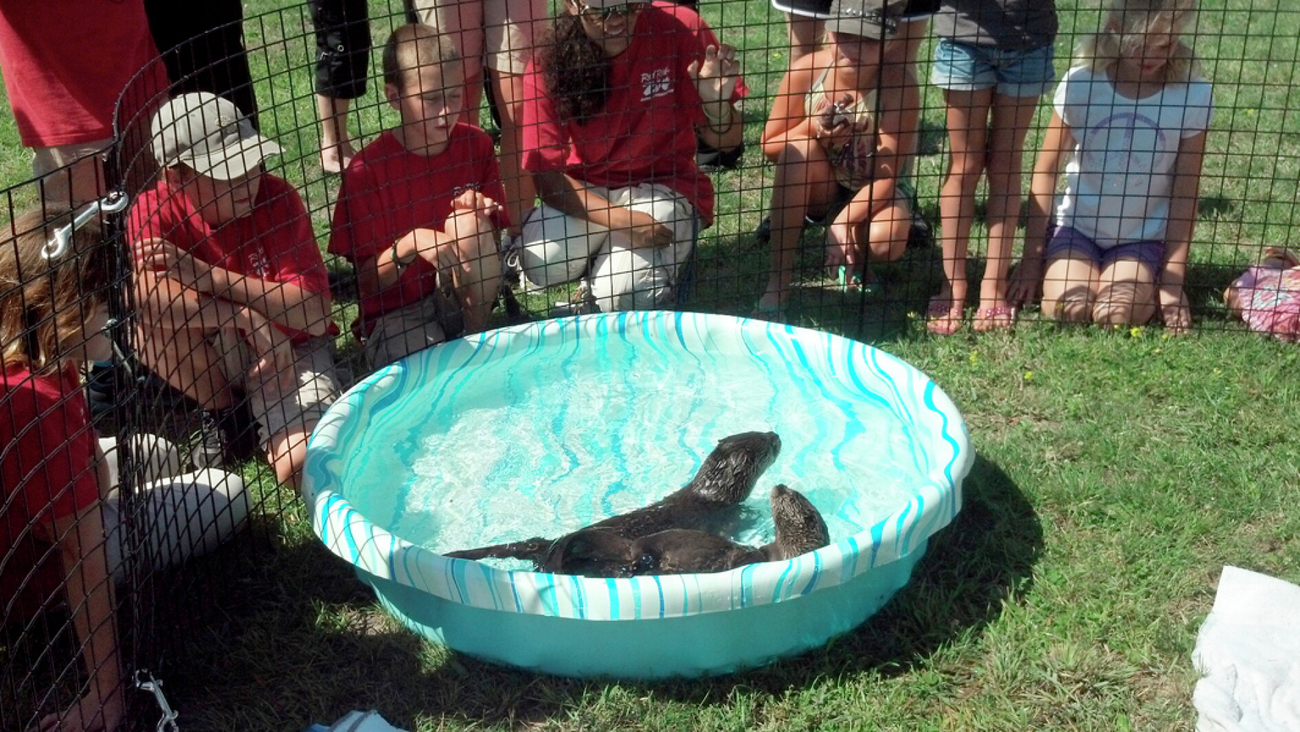 Otter Exhibit Opens At Red River Zoo Jamestown Sun News Weather otter-exhibit-opens-at-red-river-zoo-jamestown-sun-news-weather
